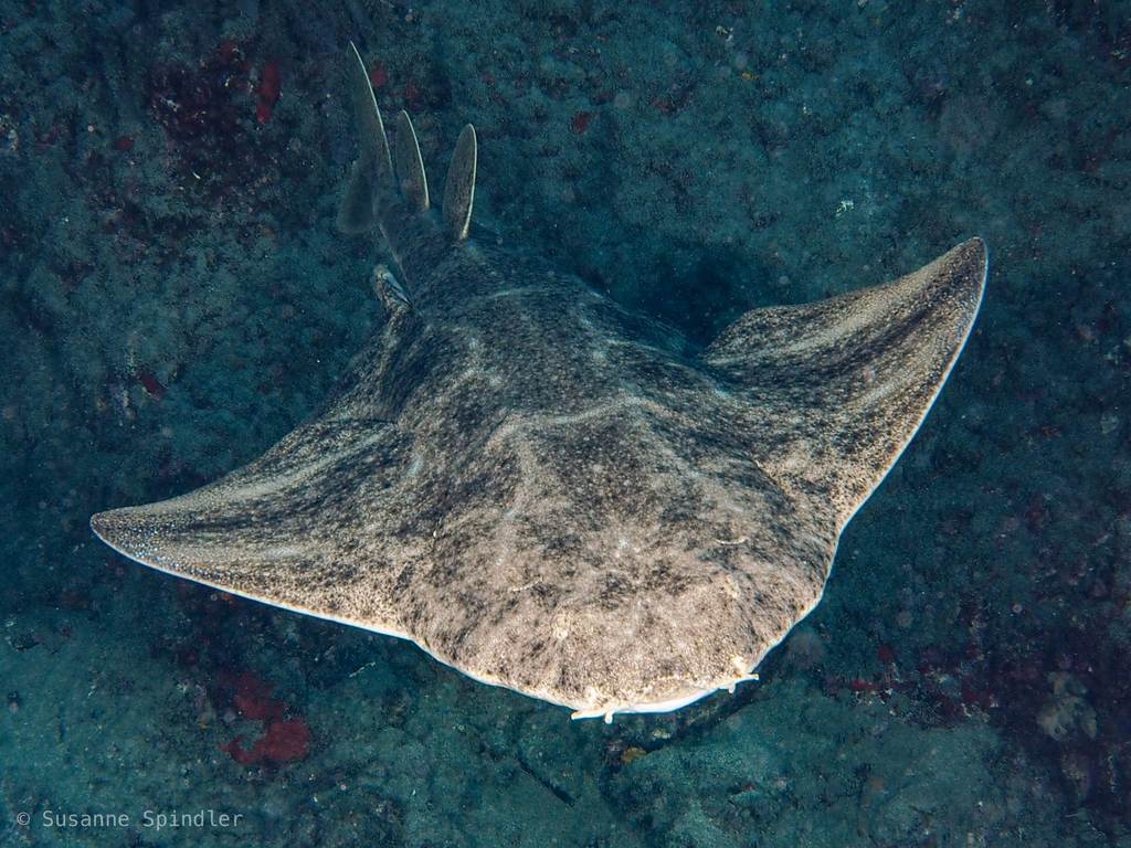 Angelshark (Squatina squatina) - Marine Life Identification