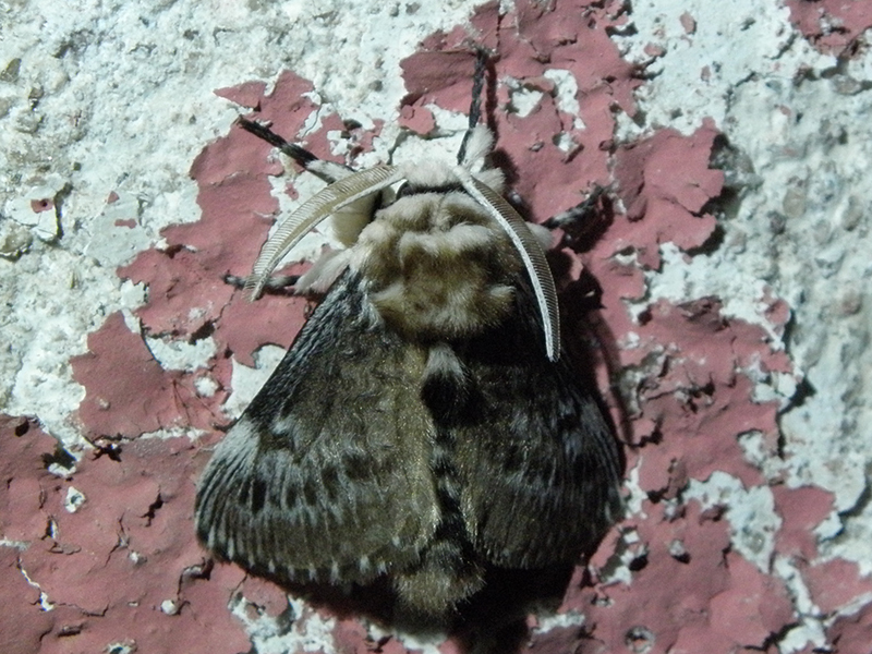 Podalia nigricostata in October 2021 by josebv · iNaturalist