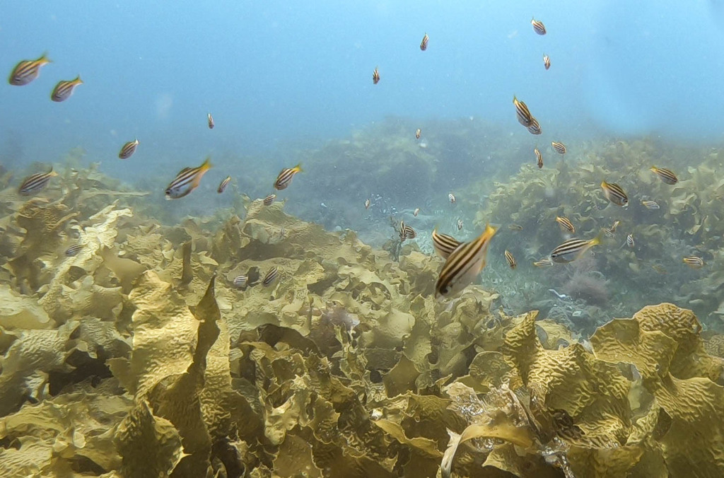 Australian Mado from Fly Point Dive Site, Port Stephens NSW 2319 ...