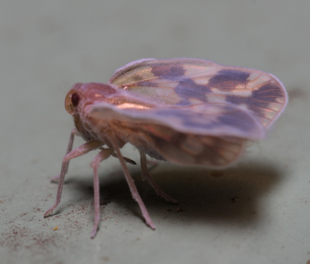 Borysthenes emarginatus from Chai Wan, Hong Kong on April 27, 2018 at ...