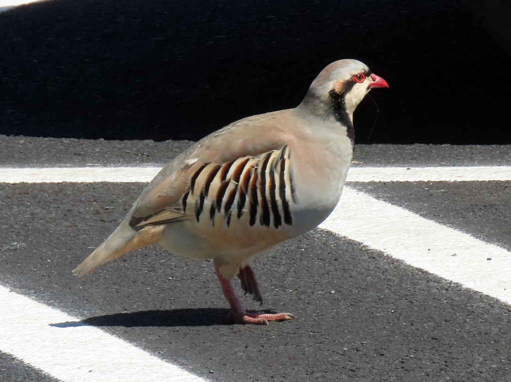 Perdiz chukar desde Maui County, HI, USA el 18 de octubre de 2021 a las ...