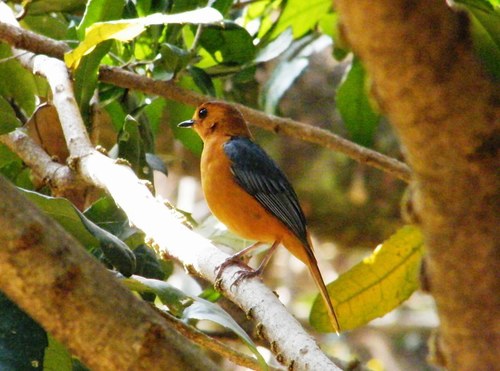 Red-capped Robin-Chat (Birds of South Africa) · iNaturalist