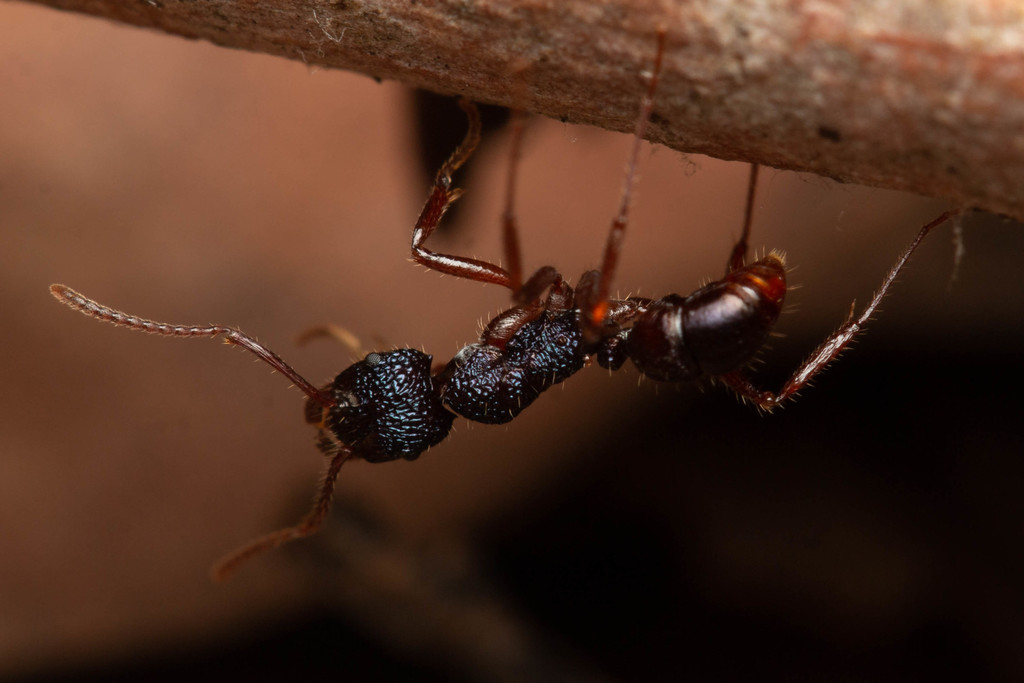 Blue Pony Ant from Piccabeen Walk, Mt. Mee on October 23, 2021 at 02:42 ...
