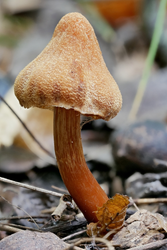 Webcaps from Steuben County, US-IN, US on October 24, 2021 at 09:39 AM by Garrett Taylor. https ...