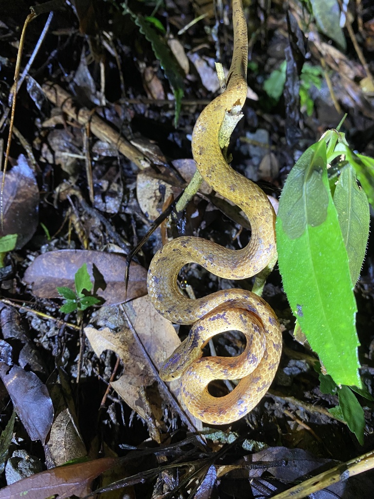 Atayal Slug-eating Snake from 礁溪鄉, TW on October 27, 2021 at 07:43 PM ...