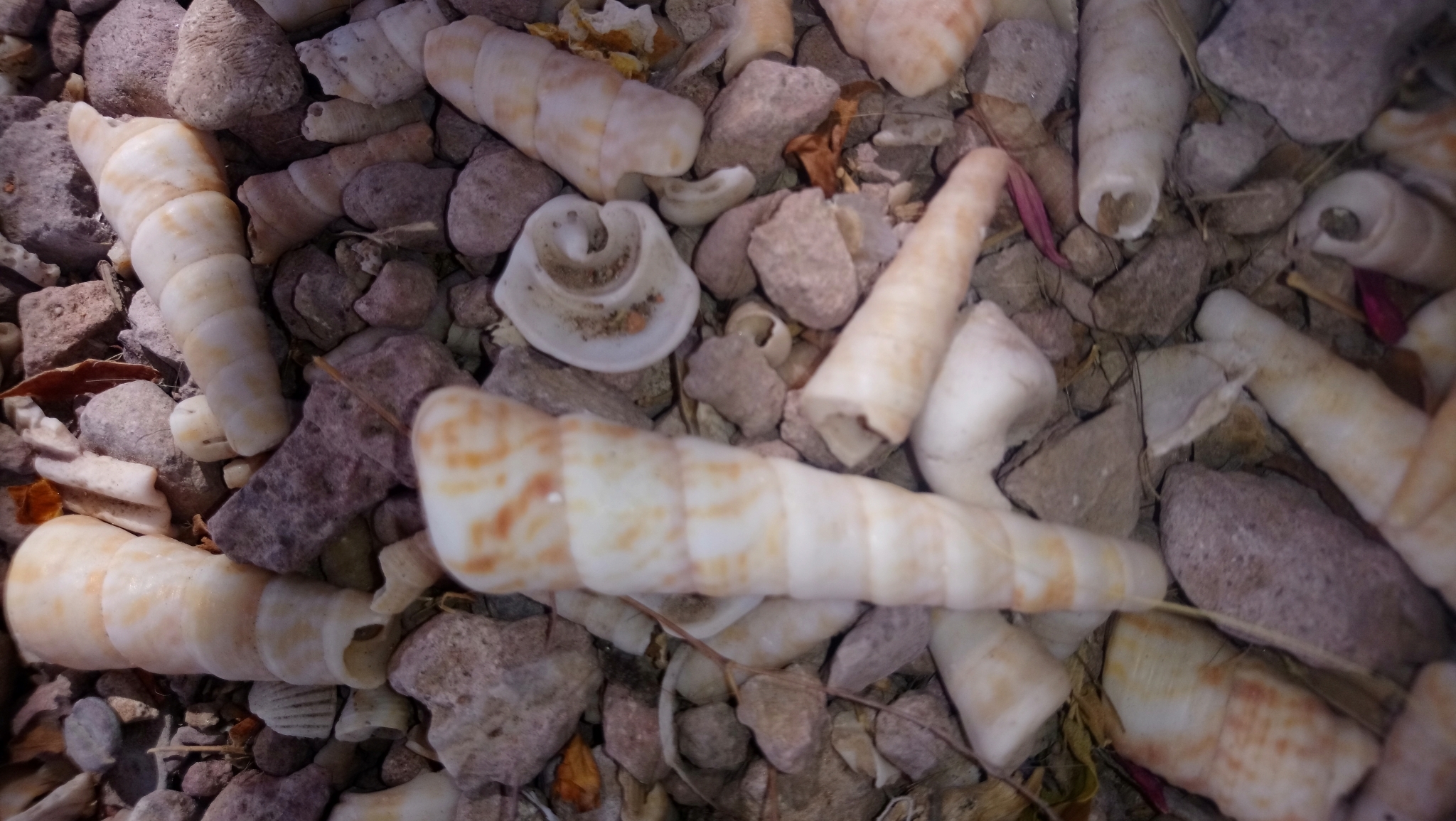 Turritella gonostoma Valenciennes, 1832