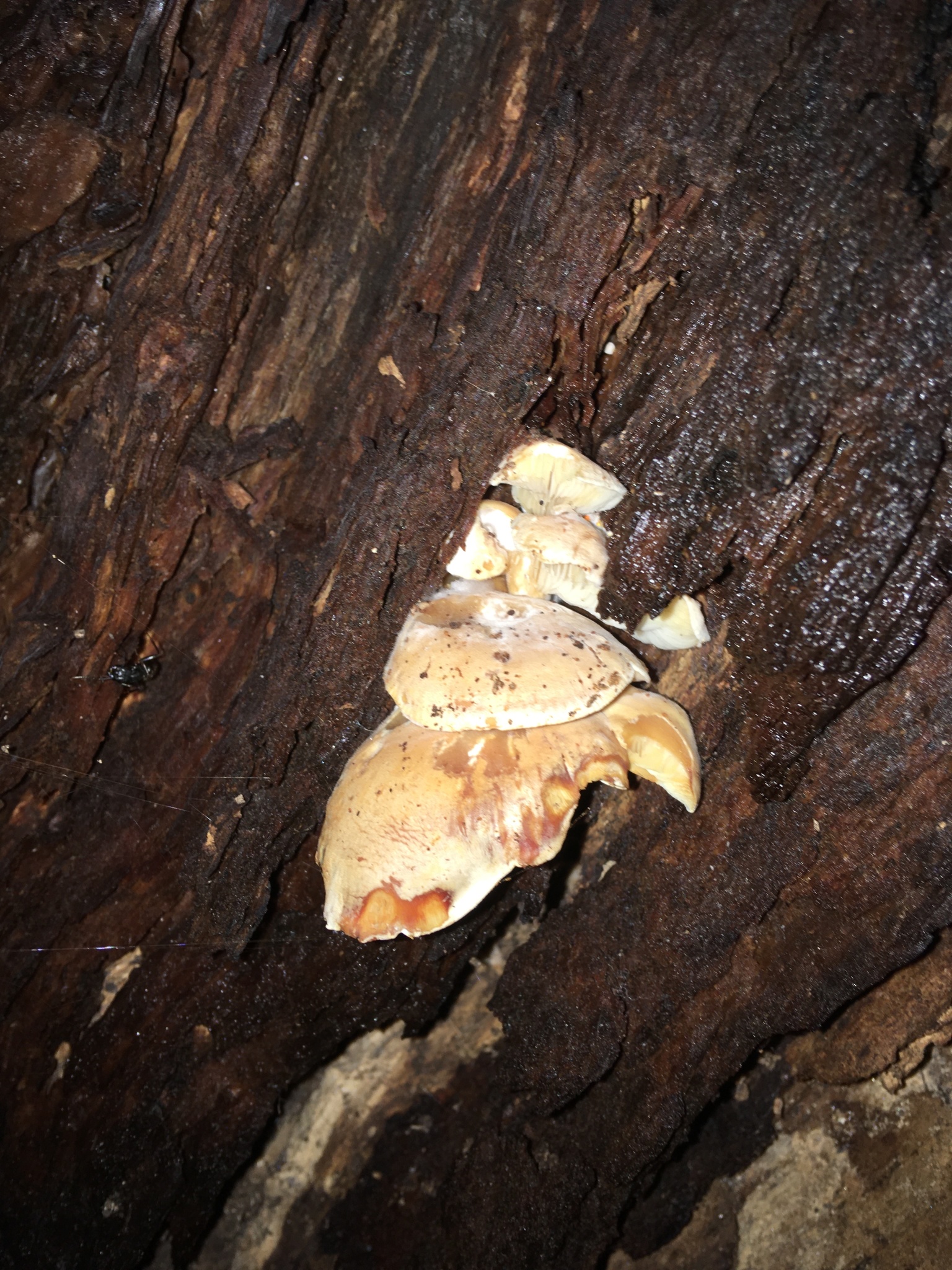 Ossicaulis lignatilis (Pers.) Redhead & Ginns