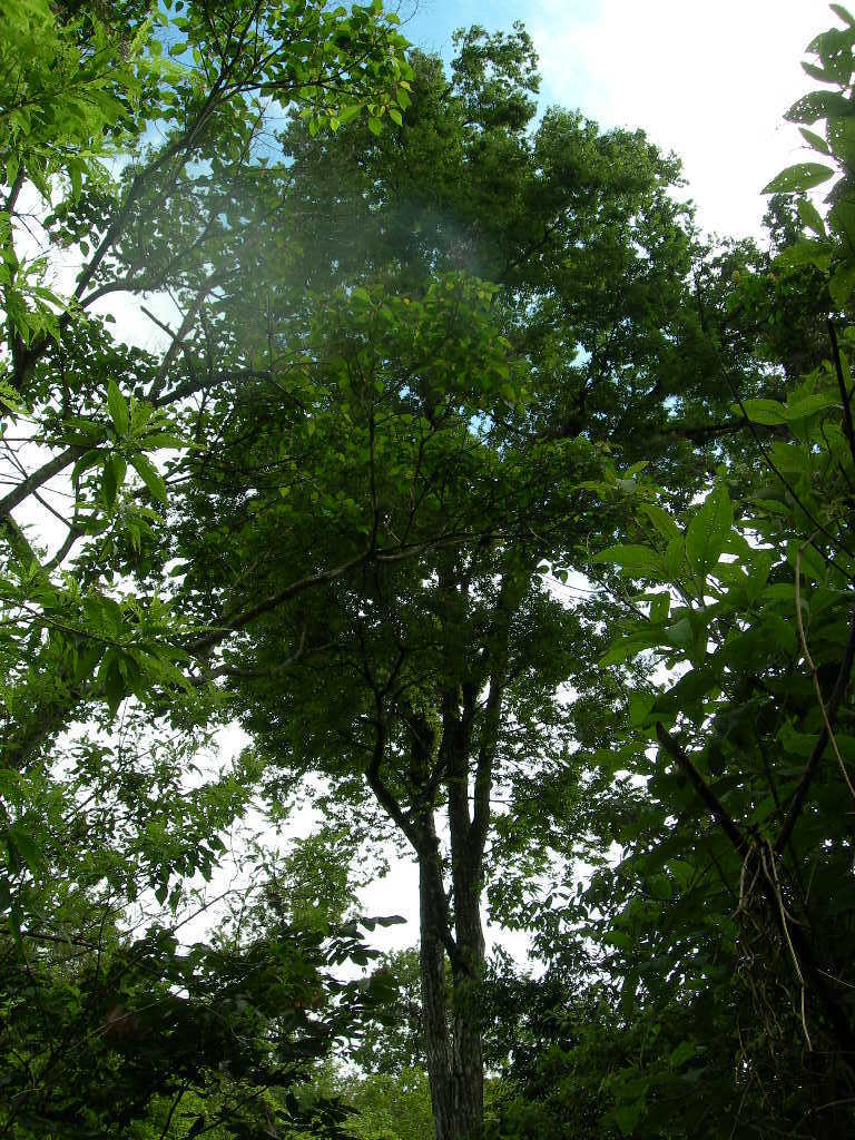 Mexican Elm (Ulmus mexicana) - Botanical Realm