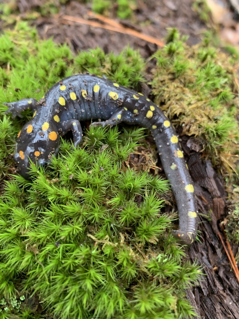 Spotted Salamander from CTH-T, Amherst Junction, WI, US on April 9 ...