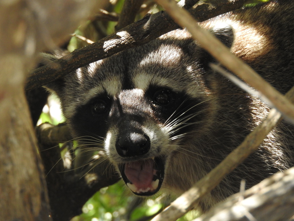 Pygmy Raccoon from Cozumel, Quintana Roo, Mexico on March 31, 2021 at ...