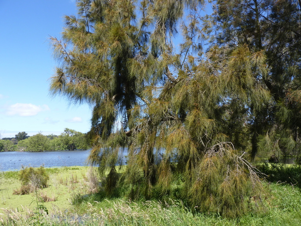 River sheoak in October 2021 by debeliz · iNaturalist