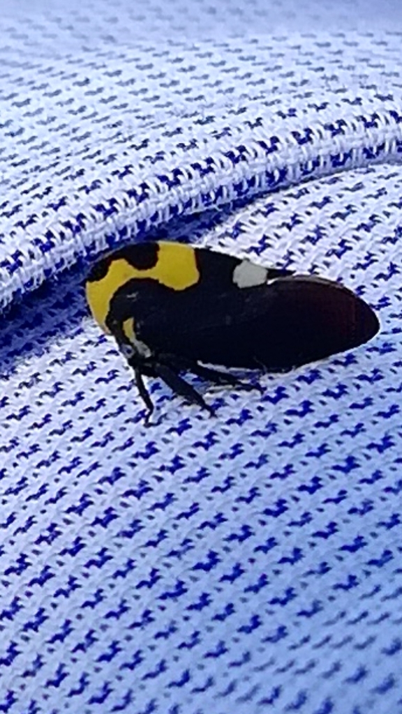 Mexican Treehopper from Ciudad de México on October 27, 2021 at 03:30 ...