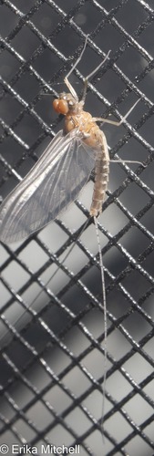 Genus Fallceon · iNaturalist