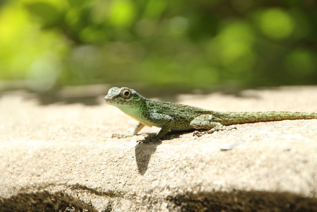 Bark Anole (Anolis distichus) - Snakes and Lizards