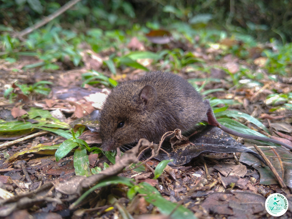 Ruschi's Rat from Mesquita, RJ, Brasil on October 23, 2021 at 01:05 PM ...