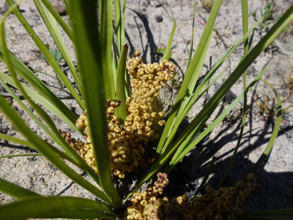 iron-grass from Dorset Vale SA 5157, Australia on October 19, 2021 at ...