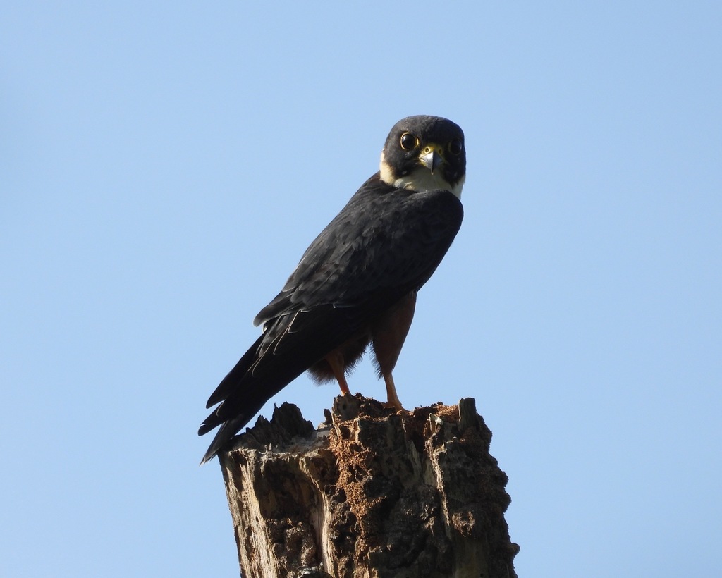 Bat Falcon from @TLT on September 19, 2019 at 08:09 AM by Grete Pasch ...