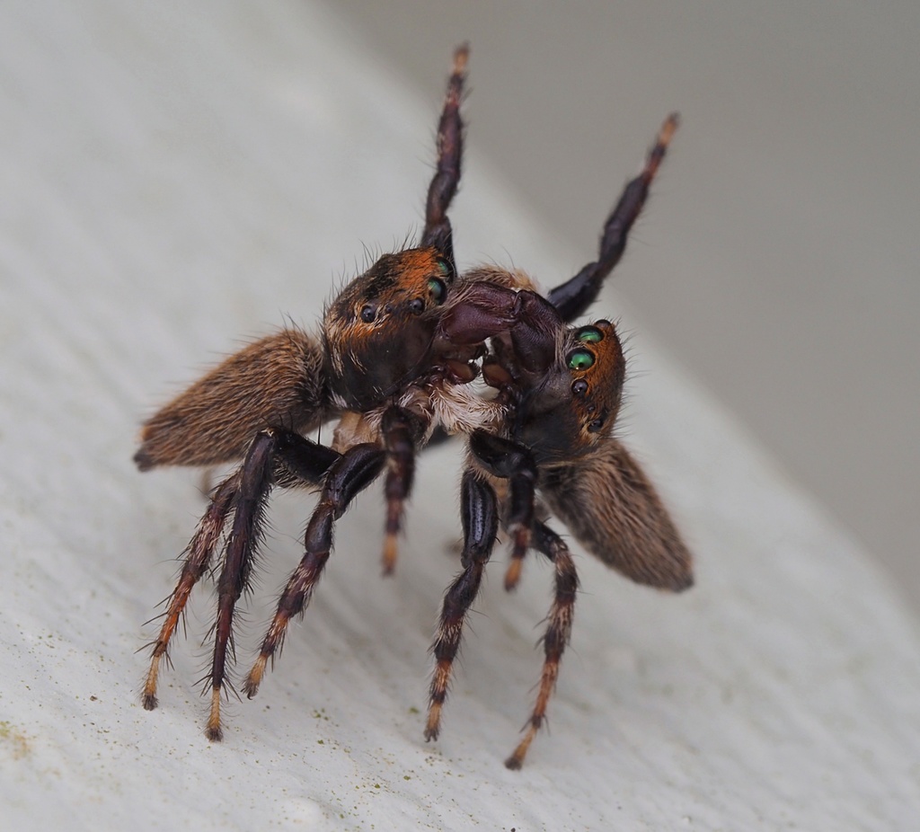 White Banded House Jumper from Kaeo, New Zealand on October 27, 2021 at ...