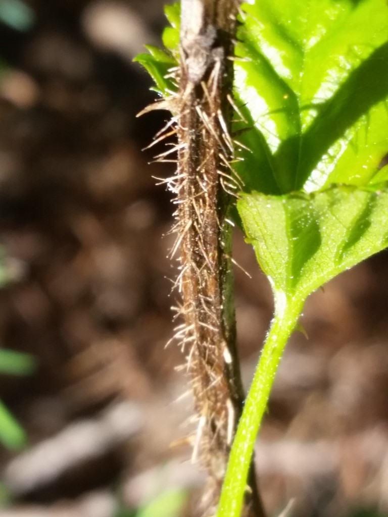 southern dewberry from John F Burke Nature Preserve, Farmers Branch TX ...