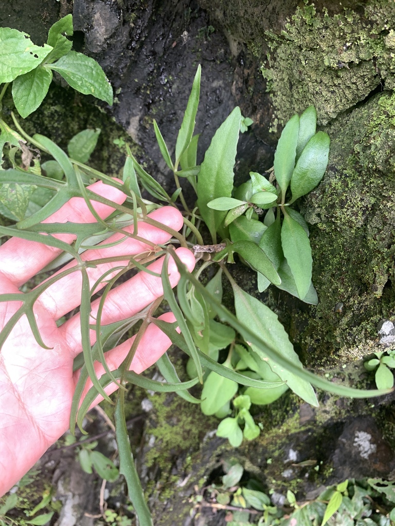Kalanchoe ceratophylla from 南迴公路 on October 17, 2021 at 11:24 AM by 呂一起 ...