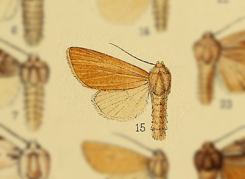 Simyra albicosta · iNaturalist