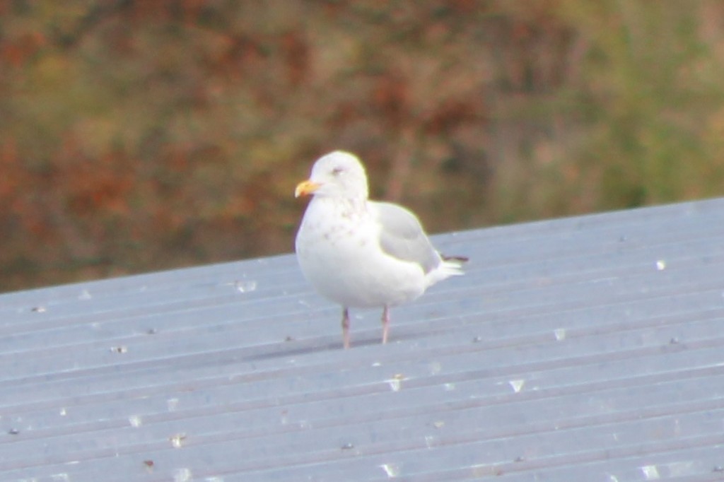 Large White-headed Gulls from Richland, WA, USA on October 23, 2021 at ...