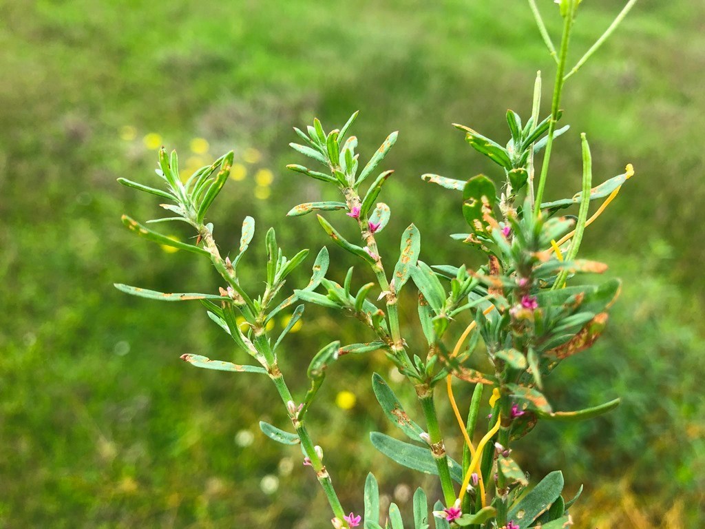 Small Knotweed from Lockyer Waters QLD 4311, Australia on October 27 ...