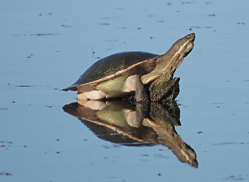 Eastern Short-necked Turtle from Jells Park VIC, Australia on October ...