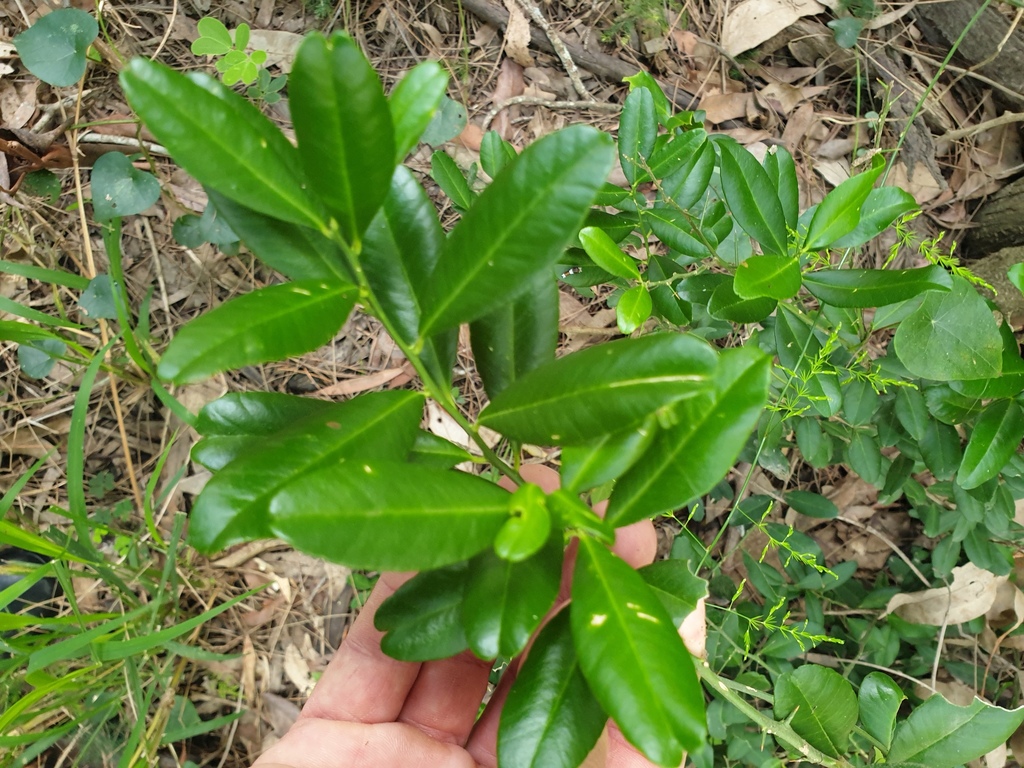Chinese box-orange in October 2021 by pcopping_ecp · iNaturalist