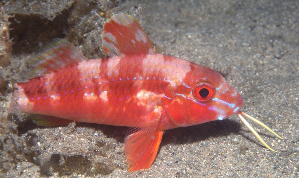 Bluestriped Goatfish (Fishes of Chowder Bay, Sydney, Australia ...