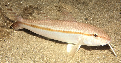 Australian Goatfish (Fishes of Chowder Bay, Sydney, Australia ...