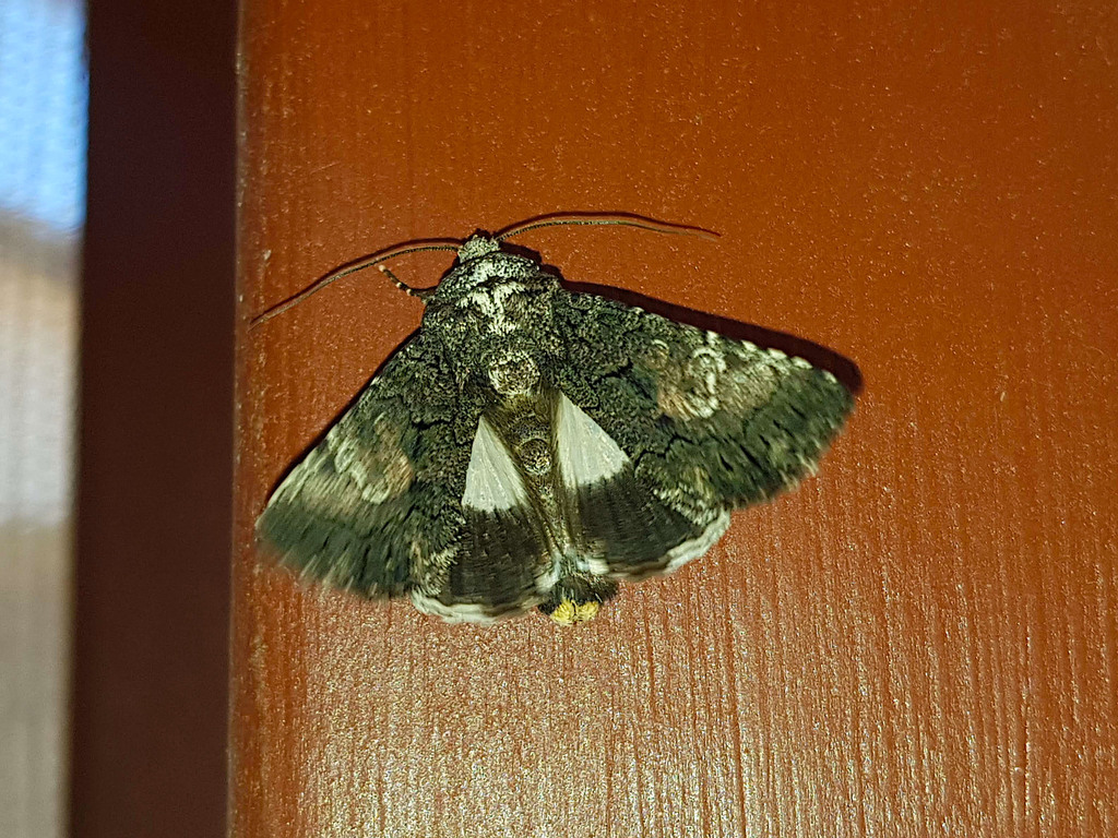 Aedia in October 2021 by Geoffrey Cox · iNaturalist