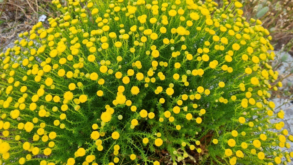 Shrub Goldilocks from Scarborough on October 22, 2021 at 12:04 PM by ...