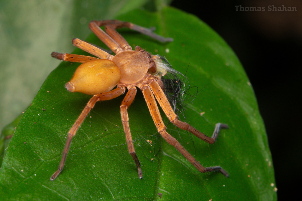 Meri (Biodiversidad finca Ramos) · iNaturalist