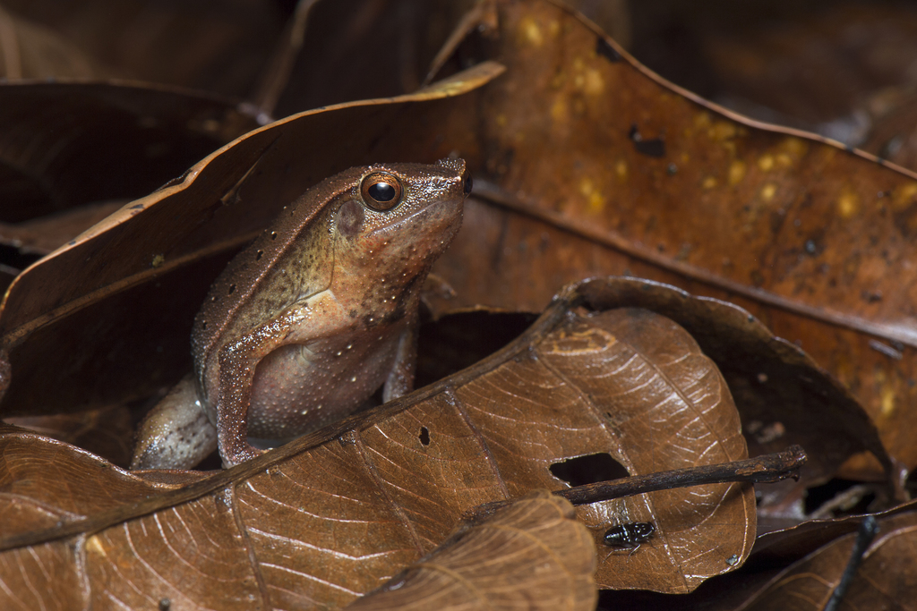 Bornean Sticky Frog from Matang Grandview Park, Kampung Matang, 93050 ...