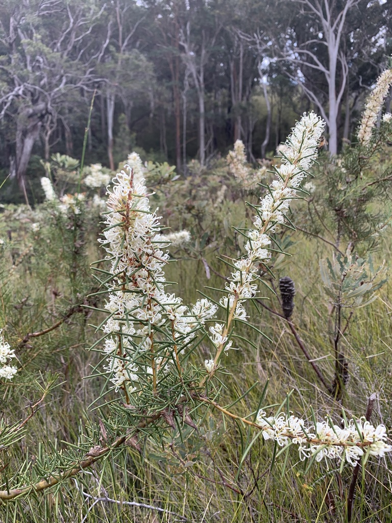 Dagger Hakea from Bonny Hills, NSW, AU on October 28, 2021 at 05:50 PM ...