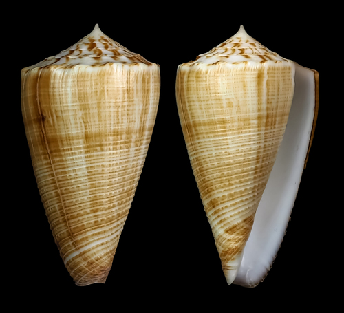 Conus bocki · iNaturalist