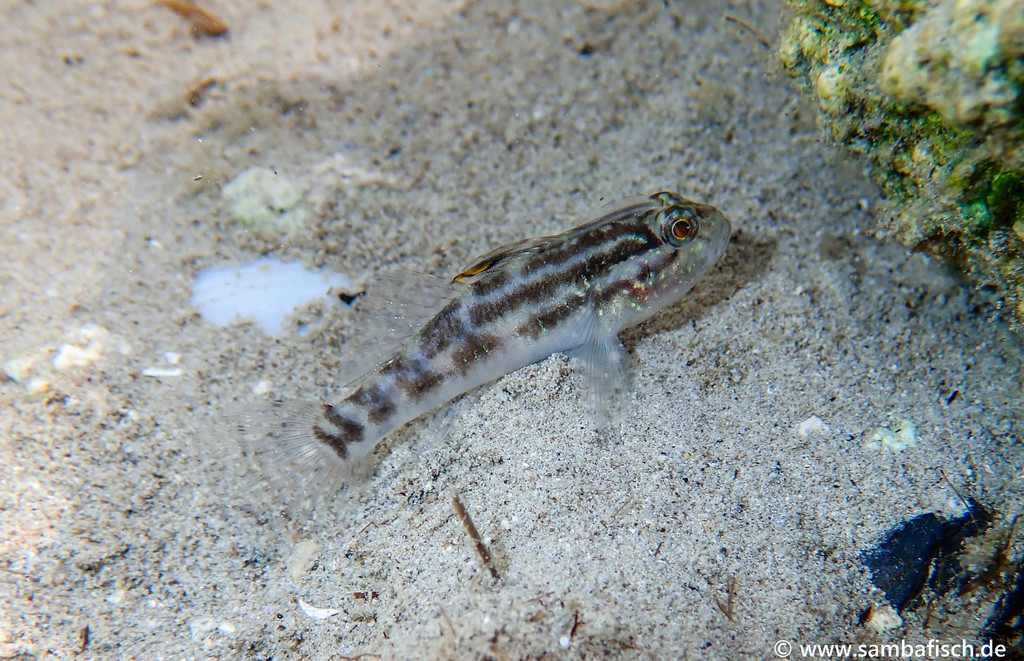 Crested Goby (Fishes of Sarasota County, Fl) · iNaturalist