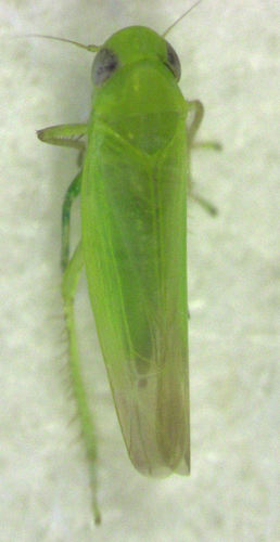 Genus Matatua · iNaturalist