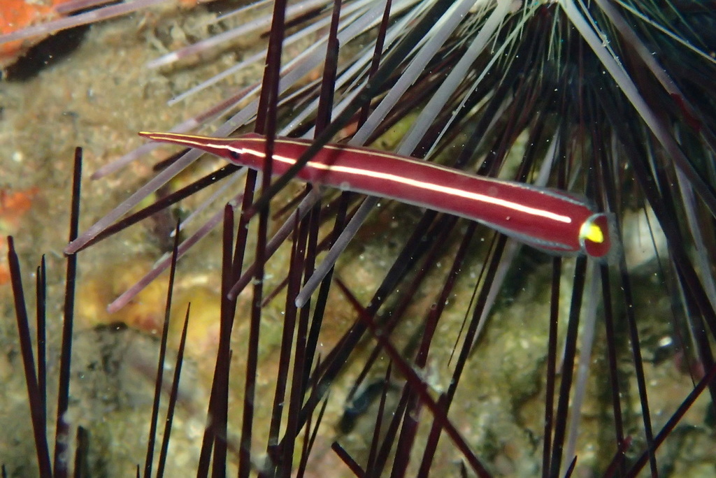 Striped Clingfish from Ambon, ID-MA, ID on March 14, 2017 at 08:41 AM ...