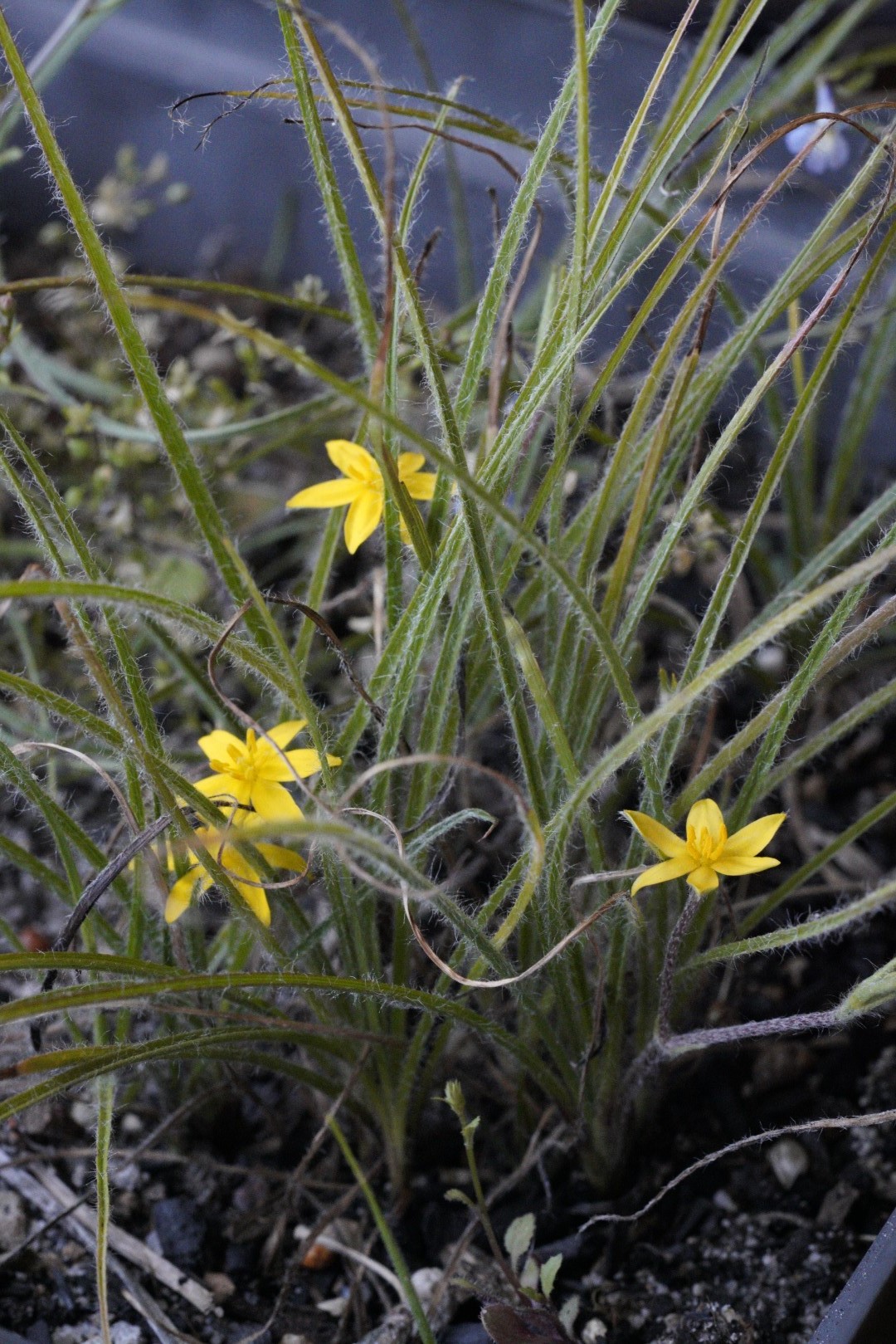 Hypoxis floccosa Baker