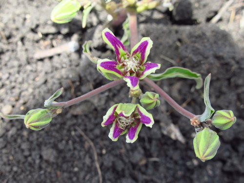 Raphionacme dyeri · iNaturalist Mexico