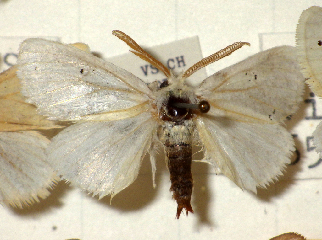 Brown-tail Moth from 3930 Visp, Switzerland on July 29, 1971 by Andreas ...