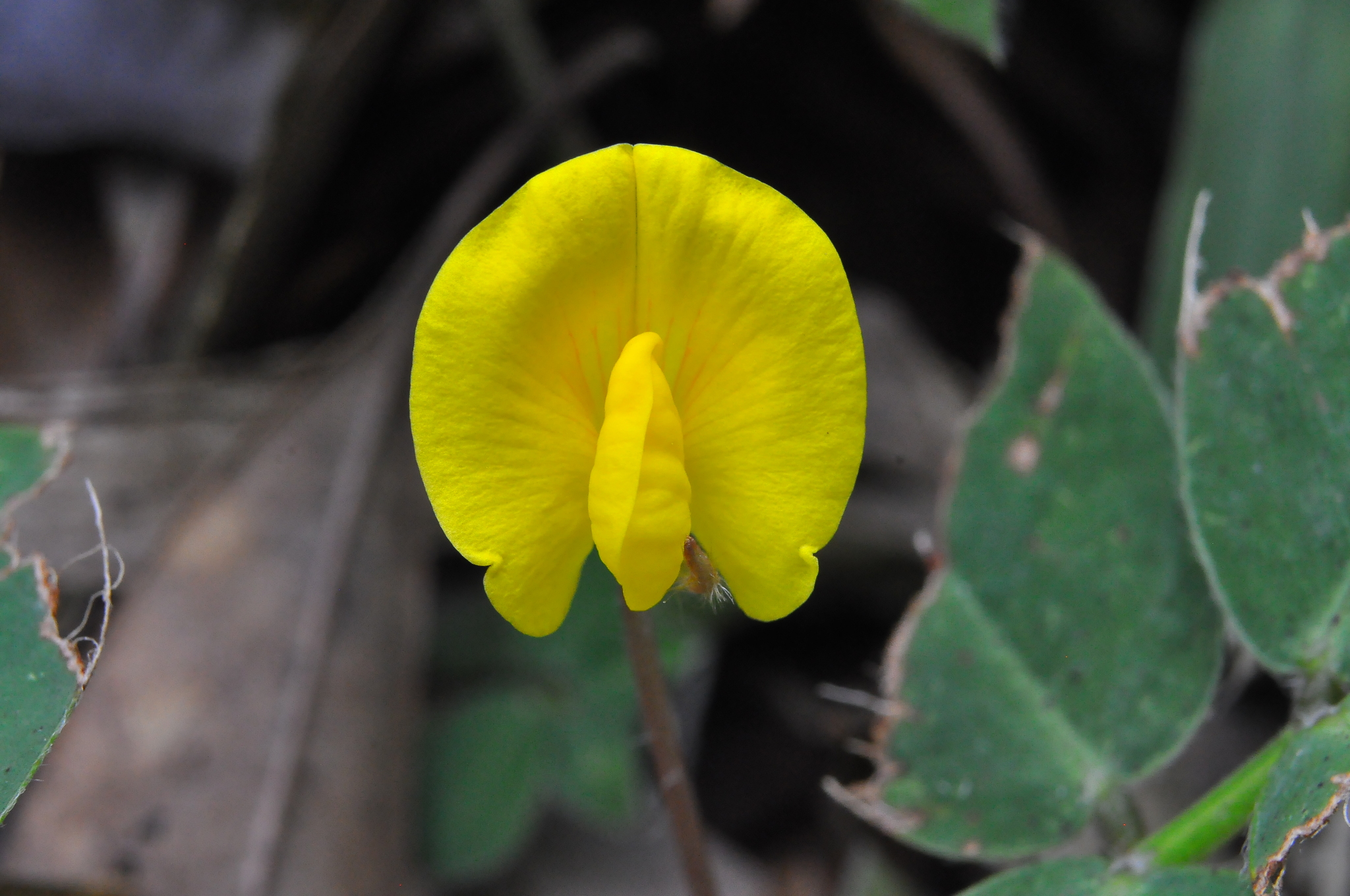 Arachis repens Handro