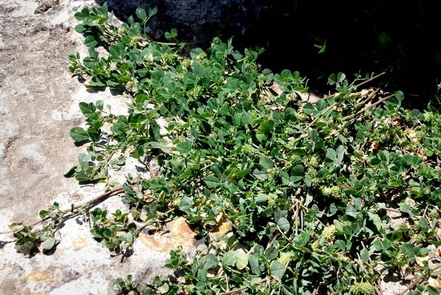 barrel medick (Medicago truncatula) - Botanical Realm