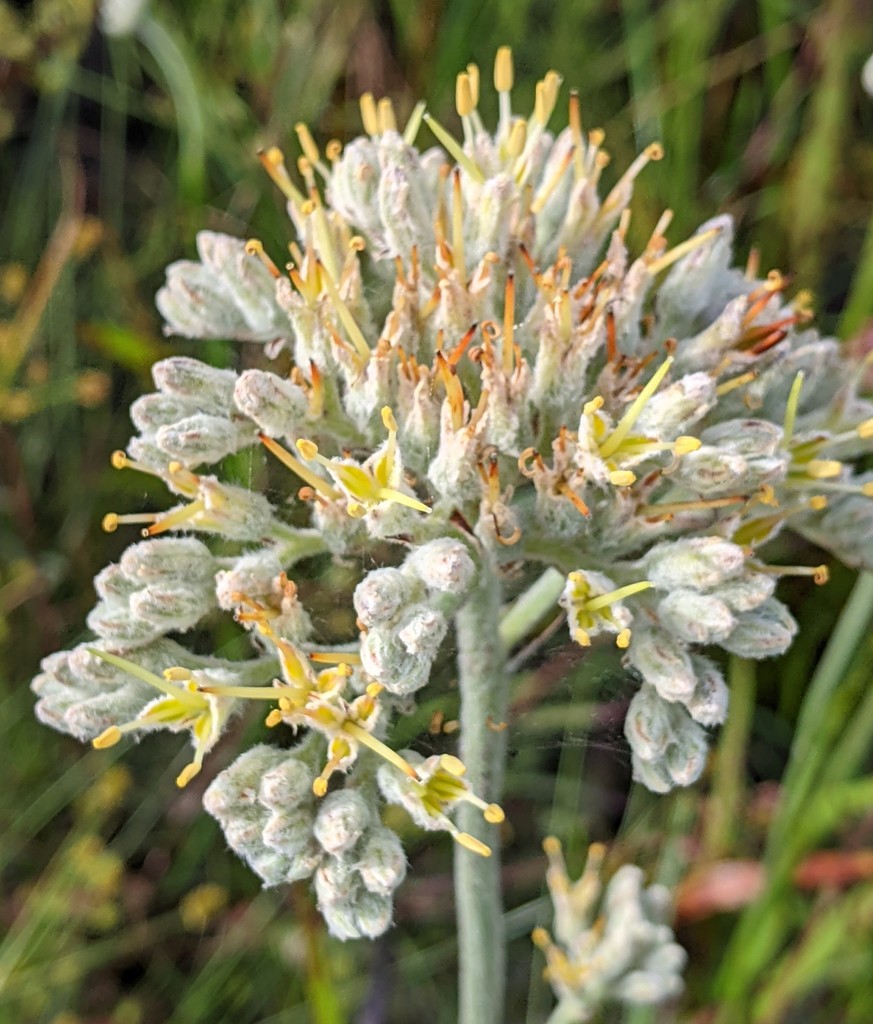 Carolina redroot from Manatee, Florida, United States on August 28 ...