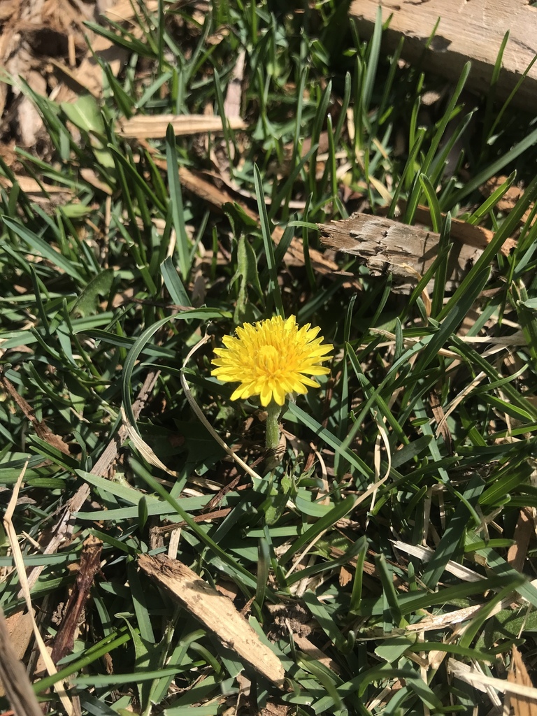 common dandelion from University of Denver, Denver, CO, US on April 28 ...