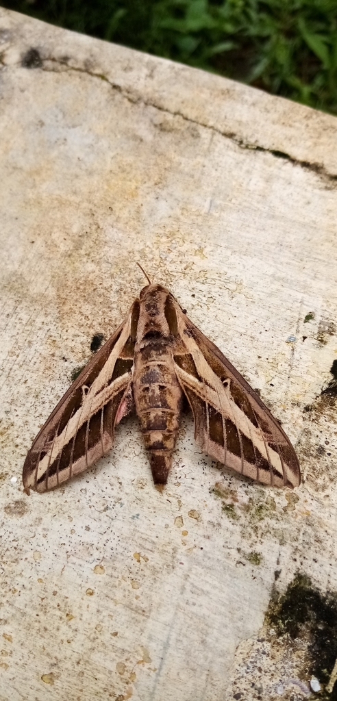 Banded Sphinx from Alcalde Díaz, Panamá on October 28, 2021 at 04:24 PM ...