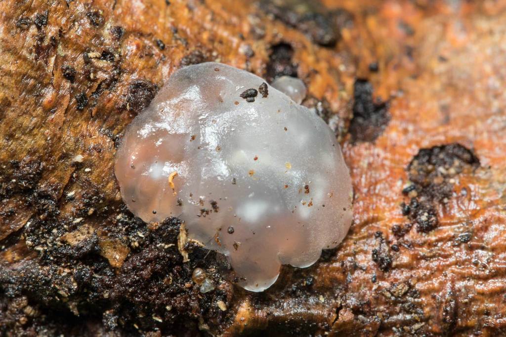 Crystal Brain Fungus from Pourewa Reserve on March 27, 2015 by Shaun ...