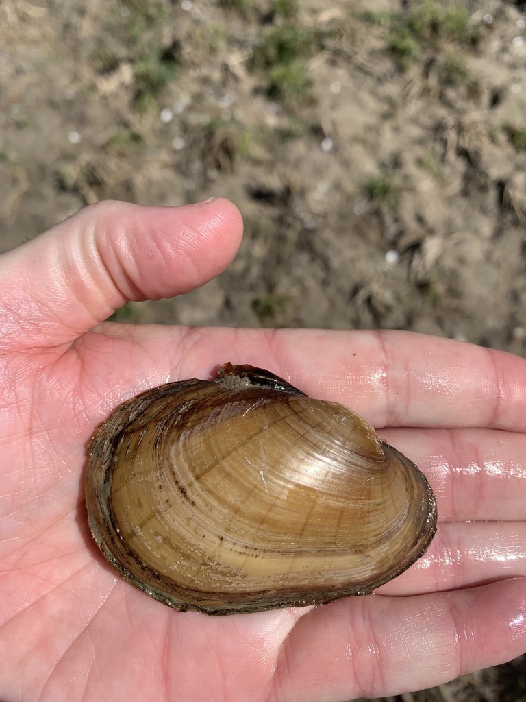Louisiana fatmucket from Lake Gonzales, Gonzales, TX, US on October 28 ...